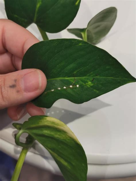 Which Bug Has Taken A Fork To My Pothos R Plantclinic