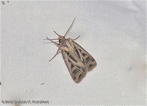 Dingy Cutworm Moth Fontenelle Forest Nature Search Fontenelle Forest Nature Search