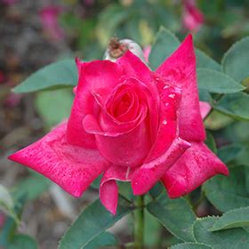 Rose Elizabeth Taylor Faddegons Nursery
