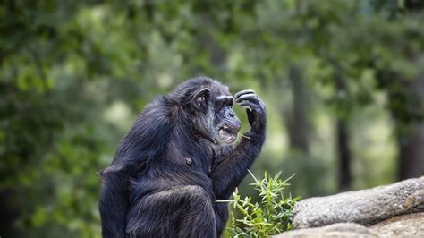 Chimpancés Superan Desafíos En Presencia De Público