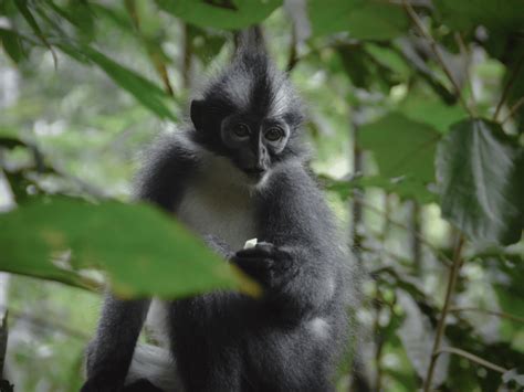 Essential Facts About Thomas Leaf Monkey — Ecolodge Bukit Lawang