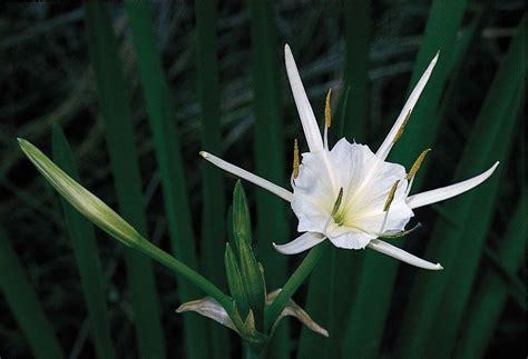 Perianth Flower Part Britannica