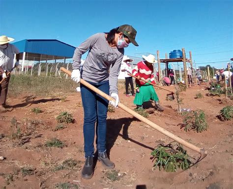 Como montar uma horta comunitária em 5 passos CicloVivo