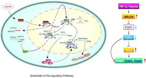 Schematic Of The Regulatory Pathway Download Scientific Diagram