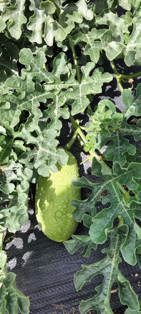 Hydroponic Raspberry R Hydroponics