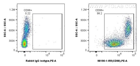 Cd98slc3a2 Antibody 98190 1 Rr Proteintech