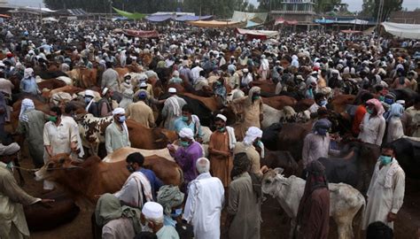 کراچی کی مرکزی مویشی منڈی میں 2 کھرب روپے سے زائد کا کاروبار ریکارڈ
