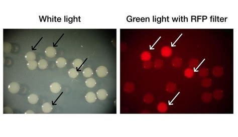 Explore Dynamic Aspects Of Gene Deletion Such As Real Time Propagation And Compensation Of