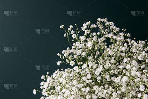 黑色背景上的花
