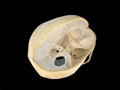 Falx Cerebri Anatomie Ansatz Funktion Und Meningeom