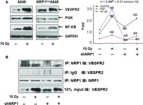 A The Expression Levels Of Nrp1 Vegfr2 Pi3k And Nf Open I