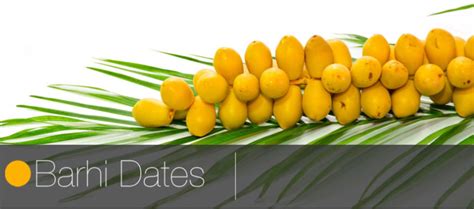 Barhi Dates Fruit Link Fresh Produce