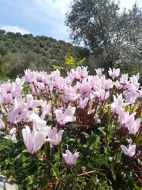 Wild Cyclamen From Syria 💟 زهور بخور مريم او السيكلامن زهور التغنينة