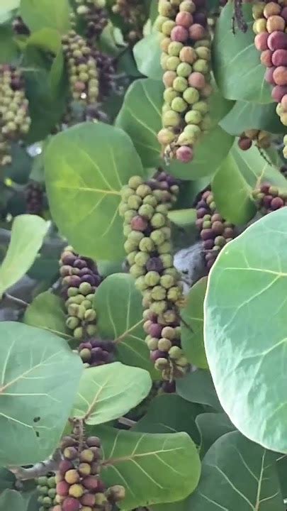 Uva Caleta Tree