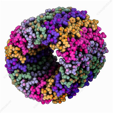 ATP Synthase C Rotating Ring Stock Image C Science Photo Library