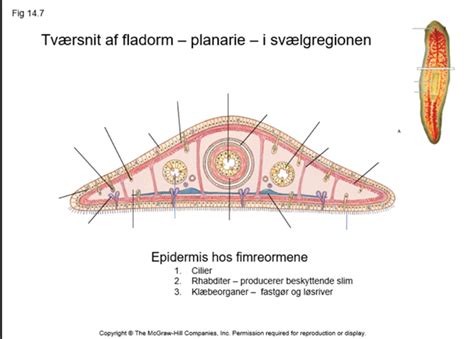 Platyhelminthes Diagram Quizlet