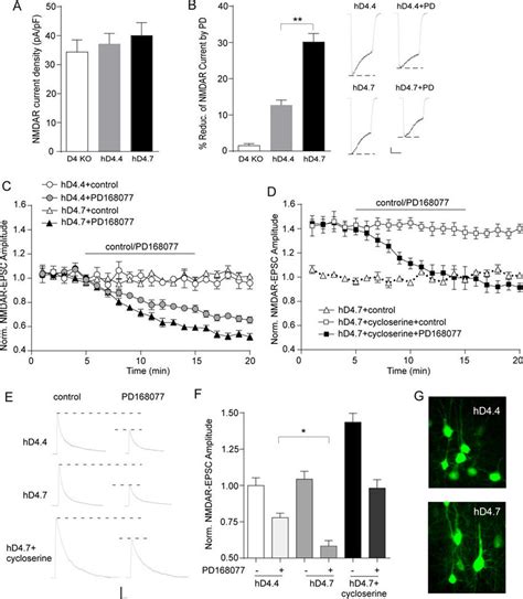 Nmdar Mediated Currents Are Strongly Suppressed By Activation Of Hd4 7 Download Scientific