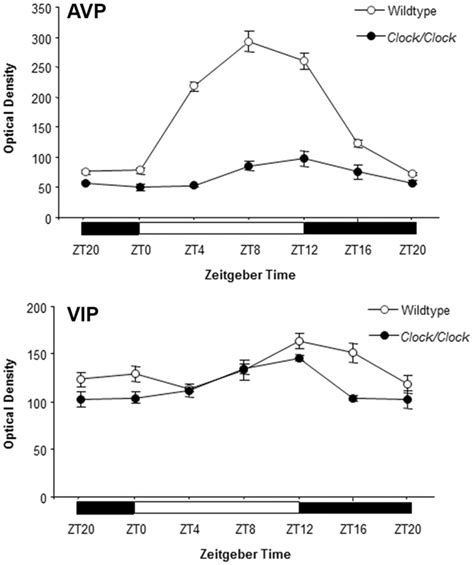 Avp And Vip Expression In The Scn Avp And Vip Mrna Levels Were Download Scientific Diagram