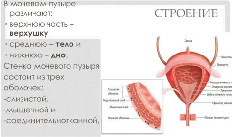 Мочевой пузырь: анатомия, строение, функции мочевого пузыря