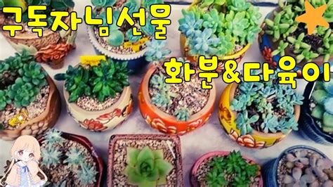예쁜화분예쁜다육이들 선물받았어요succulentたにくしょくぶつ多肉 Youtube