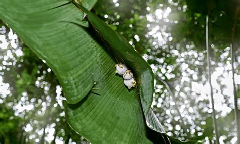 کوچک‌ترین خفاش جهان موجودی شگفت‌انگیز در زیر برگ‌ها