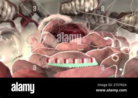 Rna Production Stock Videos And Footage Hd And 4k Video Clips Alamy
