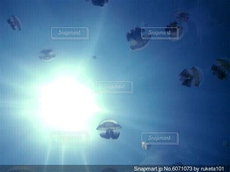 幻想的なクラゲの写真・画像素材 6071073 Snapmart（スナップマート）