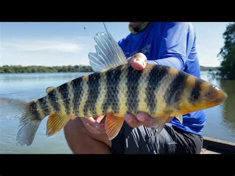 Peixe Piau Flamengo Caracter Stica Habita E Reprodu O