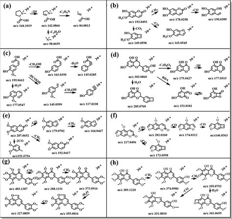 Detailed Fragmentation Patterns Of The Main Fragment Ions In Positive