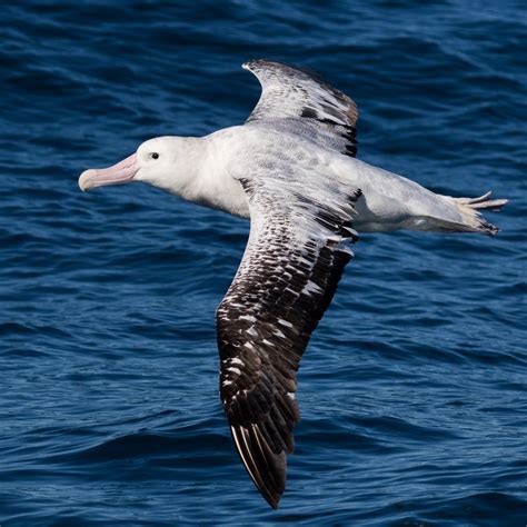 Feathered Fingerprints Uncover Seabird Migration Patterns Mirage News