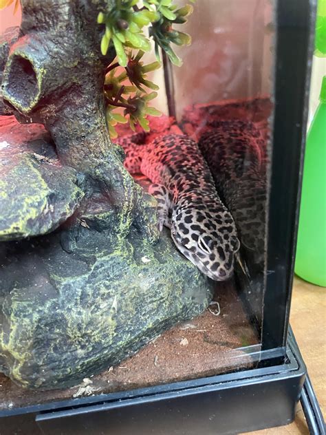 Anyone know what morph my lil dude is? : r/leopardgeckos