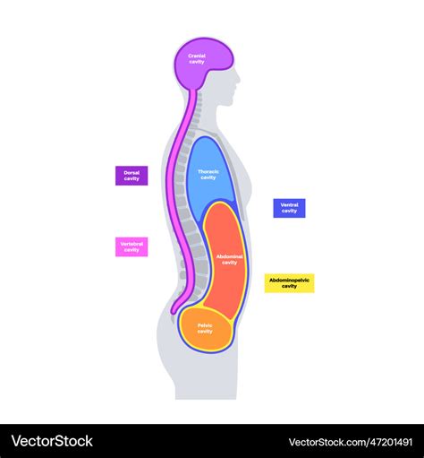 Body Cavity