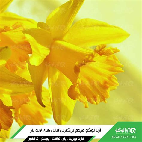 عکس گل با کیفیت 4k کد 56 آریا لوگو مرجع فایل های لایه باز
