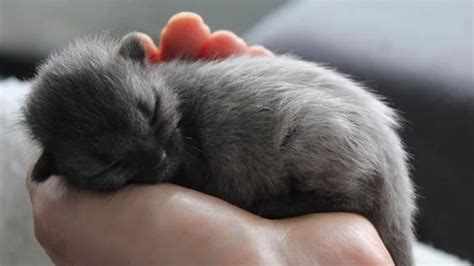 Gerettetes Katzenbaby Ver Ndert Pl Tzlich Seine Fellfarbe Und Wird Zum Star Newborn Kittens