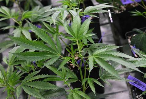 Pessoas Que Fumam Maconha Regularmente Fazem Mais Sexo Diz Estudo