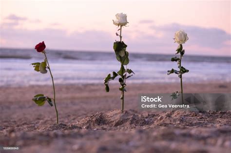 장례식 꽃 해변에서 외로운 흰색과 빨간 장미 꽃 복사 공간 바다에 매장 물 배경 텍스트의 빈 장소입니다 장례 기호와 애도 카드