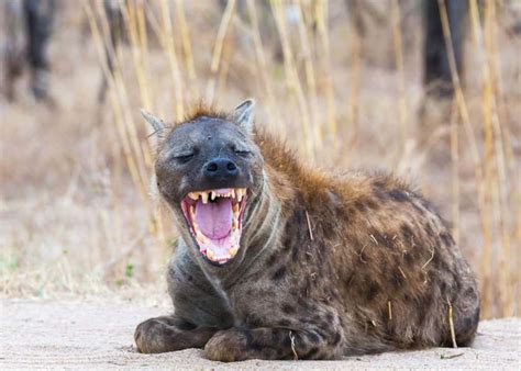 33 Wild Spotted Hyena Facts Crocuta Crocuta Diet Cubs