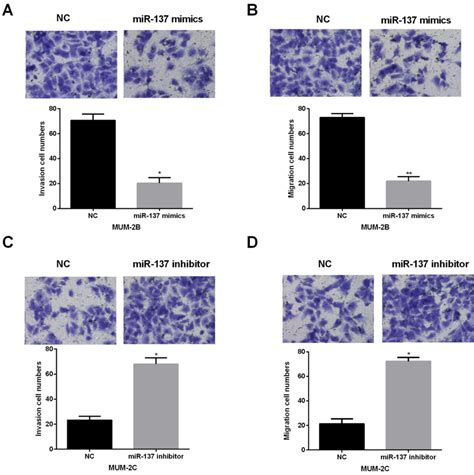 Mir 137 Inhibited Um Cell Invasion And Migration Ab The Influence Of