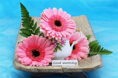 파란색 바탕에 핑크 Gerbera 데이지와 함께 굿 모닝 카드 0명에 대한 스톡 사진 및 기타 이미지 0명 거베라데이지 고풍스런 Istock