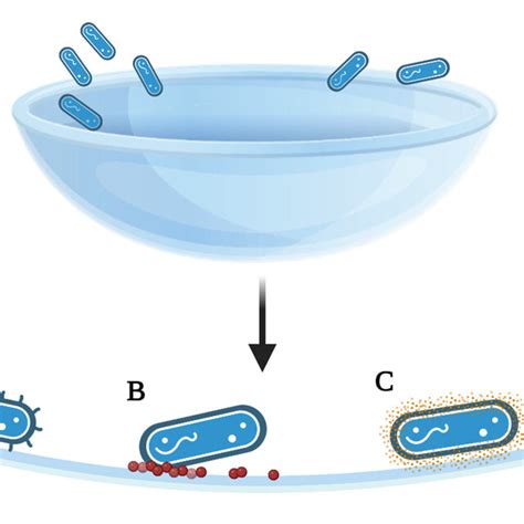 Summary Of The Adhesion Strategies Particularly To Achieve A Smaller Download Scientific