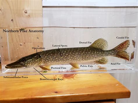 Grass Pickerel Fish