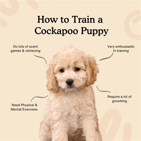 Cockapoos Puppies