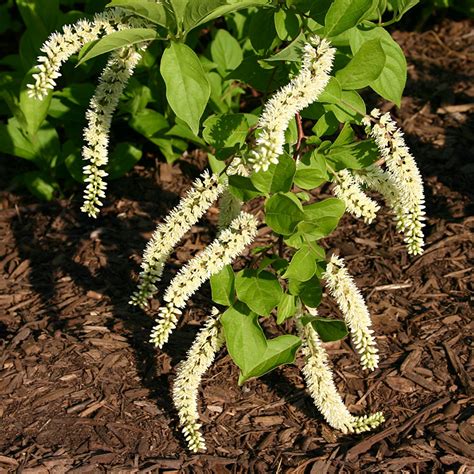 Itea Virginica Virginia Sweetspire Washington Parish Chickadee Natives