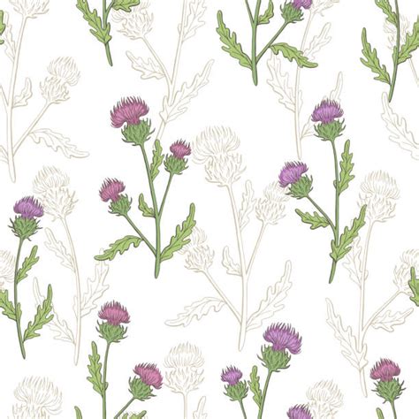 Thistle Illustrations Royalty Free Vector Graphics And Clip Art Istock