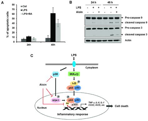 Aloin Inhibits Lps Induced Apoptotic Cell Death A Raw 2647 Cells