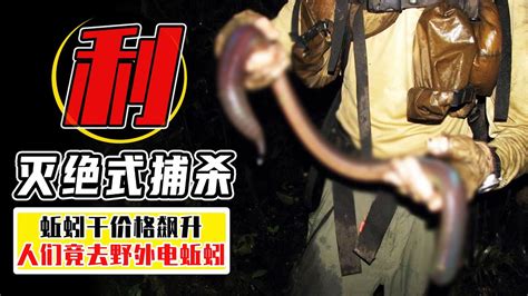 300一公斤一天幾百斤 為了錢大肆捕殺蚯蚓真的值得嗎小馬哥知識局 YouTube