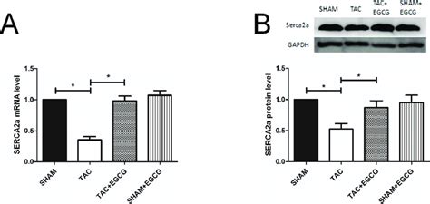 Epigallocatechin 3 Gallate Egcg Treatment Increases The Expression Of