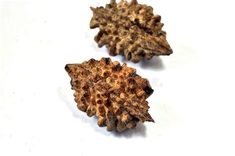 TREE Seed Stock Photo Image Of Species Seed Autumn 73401168