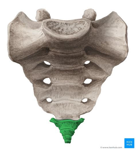 Cóccix Anatomia e função Kenhub