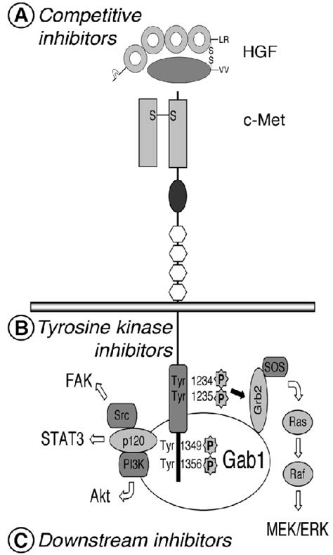 Figure 2 From The Hepatocyte Growth Factorc Met Signaling Pathway As A